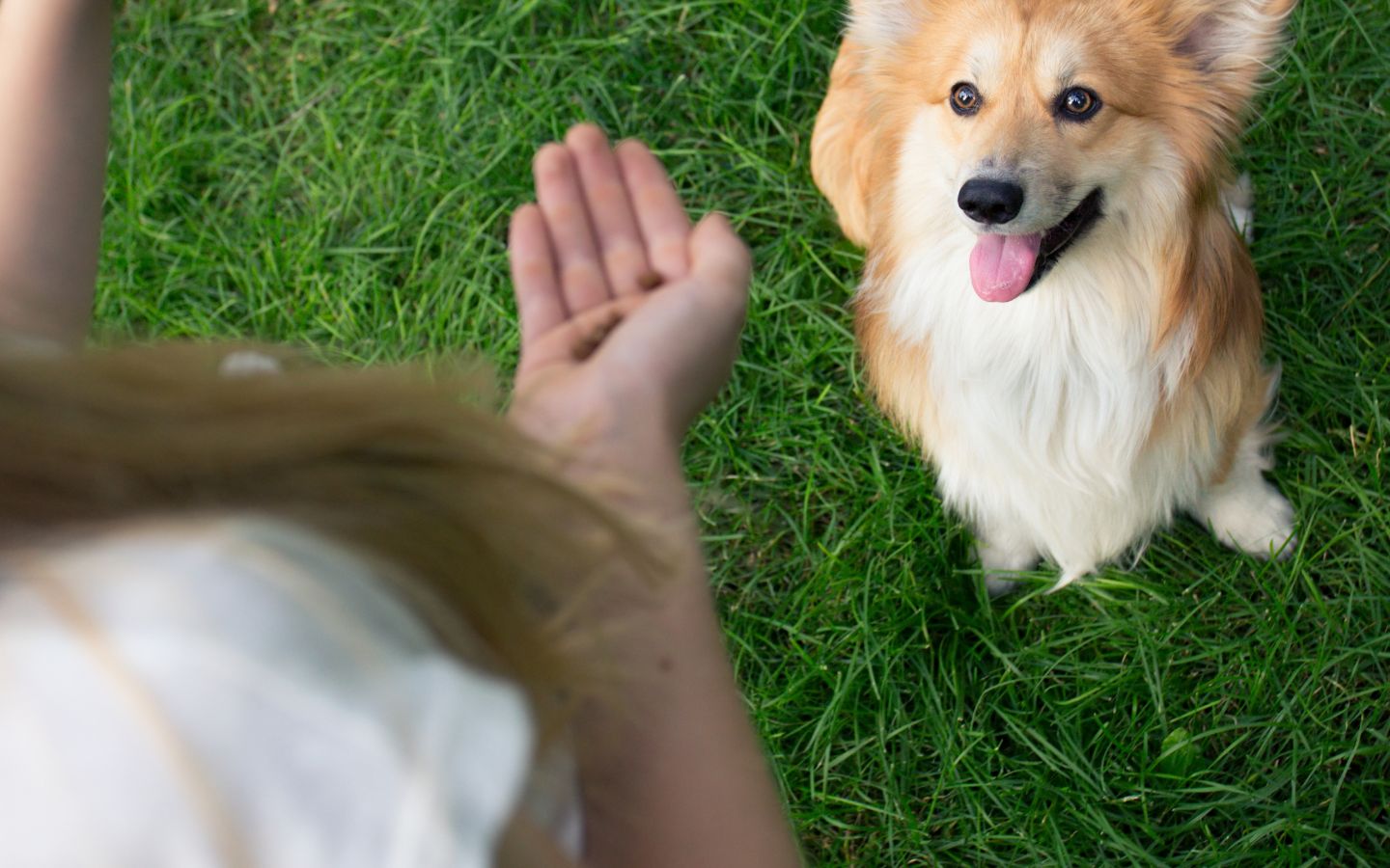 What is Positive Reinforcement Dog Training? - Fetch Worthy